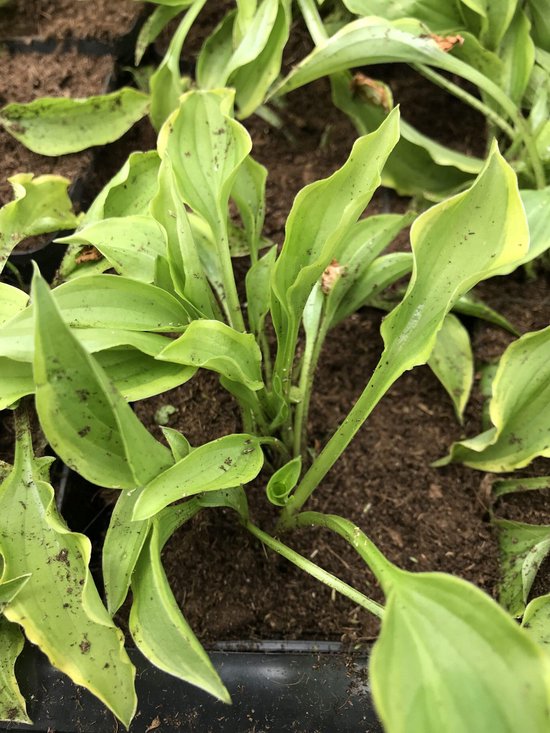 6 x Hosta 'Lemon Delight' (Mini) - Hartlelie - P9 Pot (9 x 9cm) - Dima ...