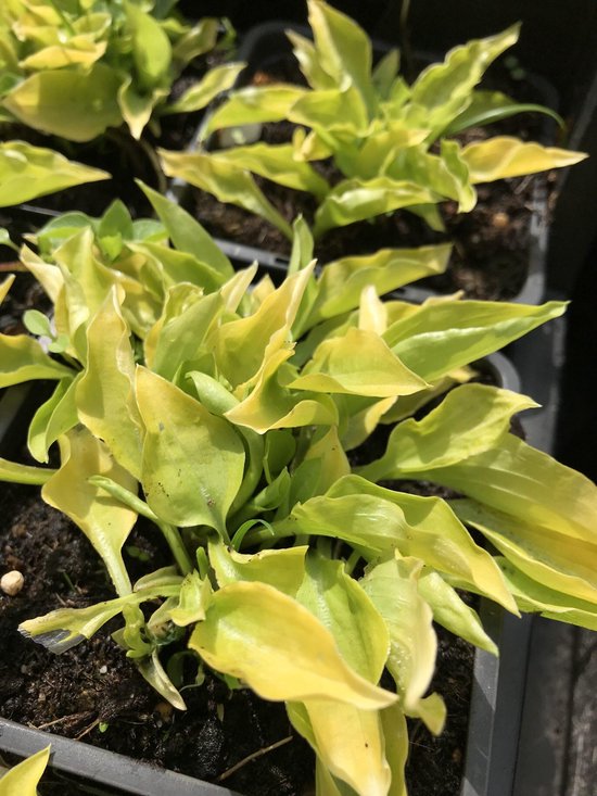 6 x Hosta 'Hydon Sunset' (Mini) - Hartlelie - P9 Pot (9 x 9cm) - Dima ...