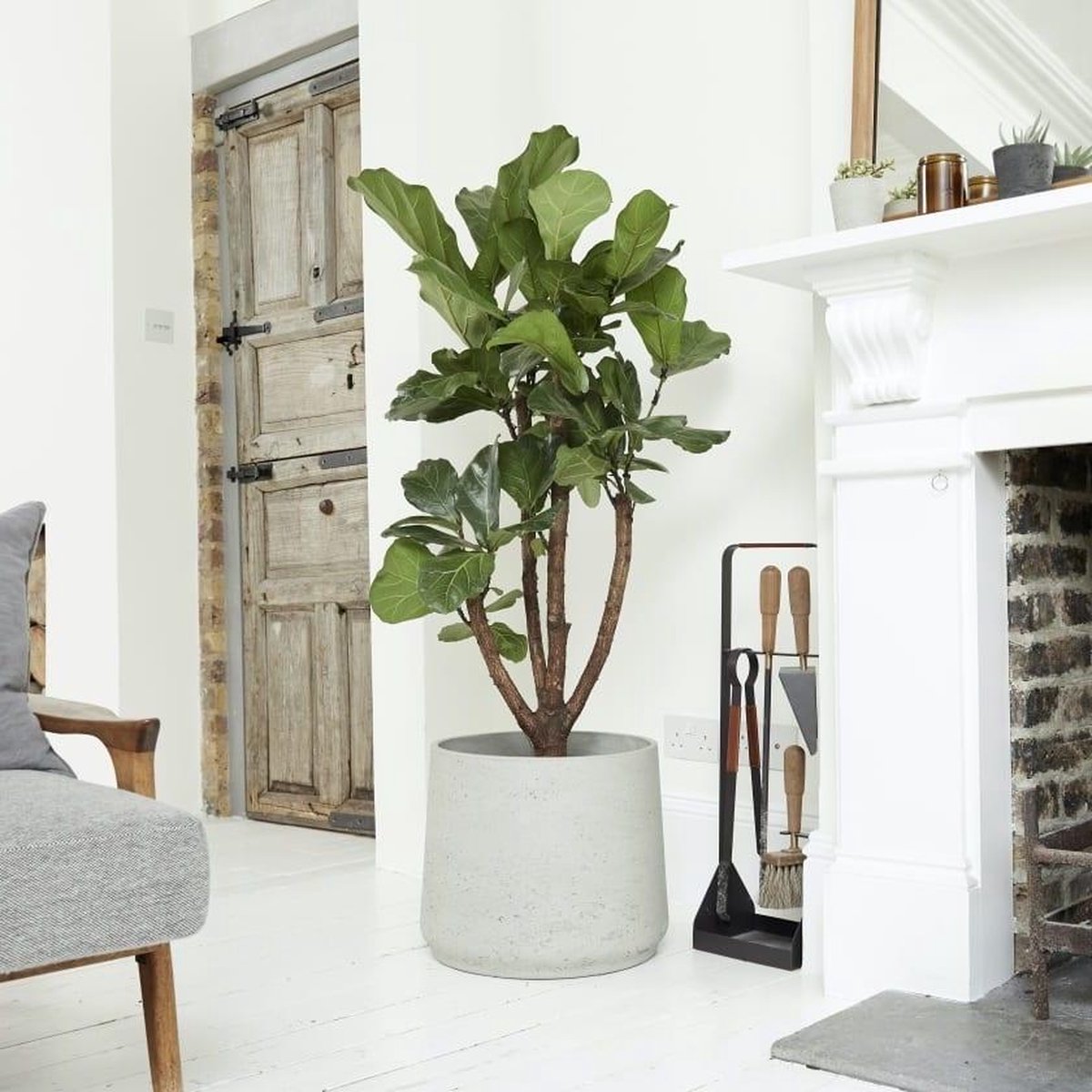 Ficus Lyrata vertakt | Vioolbladplant / Tabaksplant | bol.com