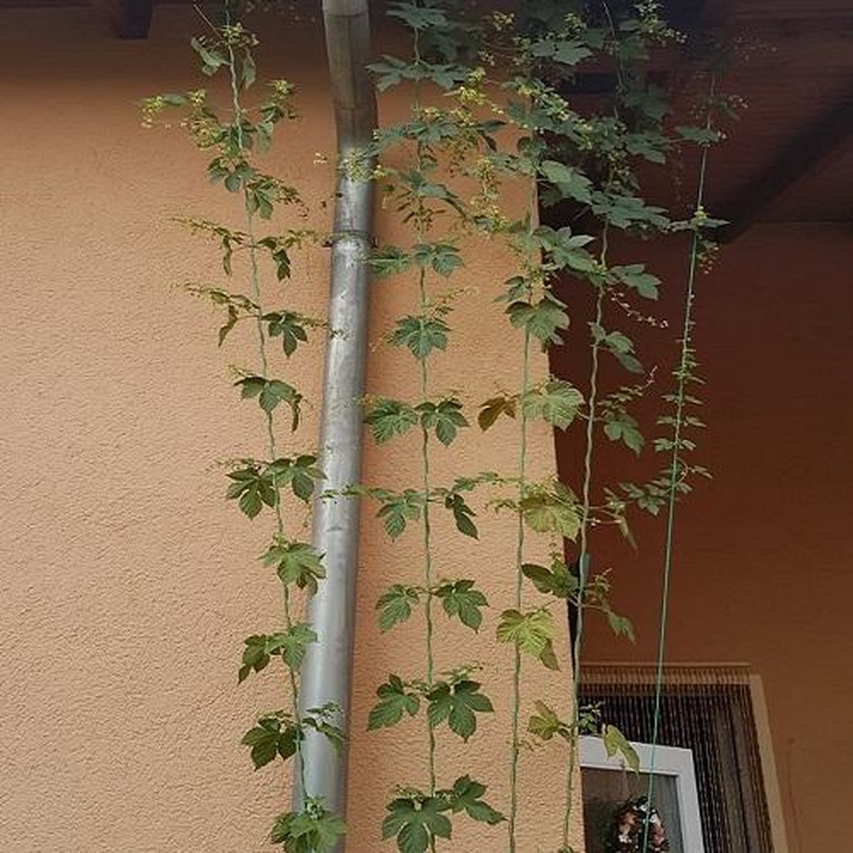 2 x Hop Klimplanten - Humulus Lupulus: Set van 2 Hop Planten ...