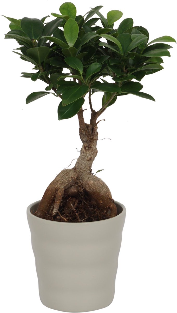 WLplants - Ficus Ginseng - Bonsai – Kamerplant – Bonsai boompje - ± ...