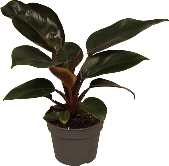 Philodendron Red Diamond - ⌀17 cm - Hoogte ↕40 cm - Inclusief siermand ...