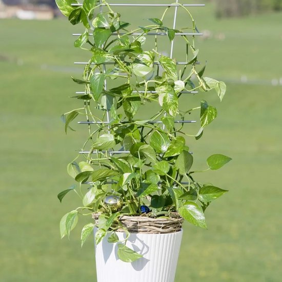 Klimrek Planten - Klimrek - Plantenrek - Klimrek voor Planten ...
