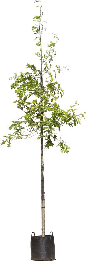 Moeraseik | Quercus Palustris | Bomenbezorgd.nl | bol