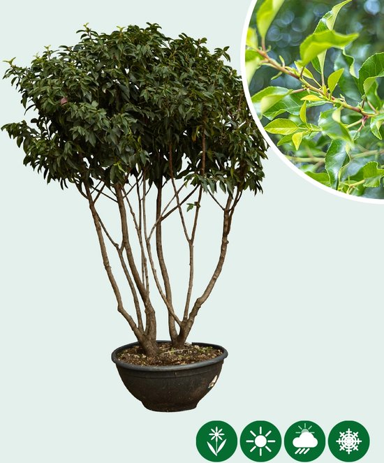 Portugese laurier meerstammig | Prunus lusitanica | Bomenbezorgd.nl | bol