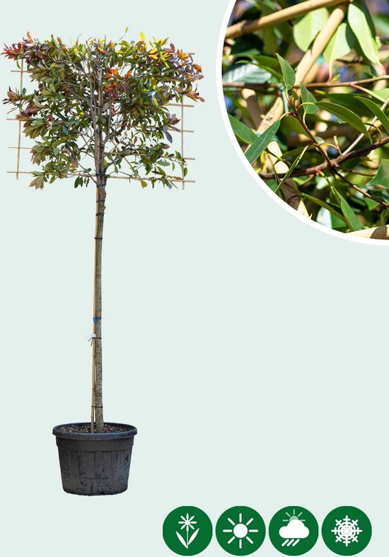 Glansmispel leiboom volgroeid | Photinia fraseri 'Red Robin' 14-16 cm 200 cm|... | bol