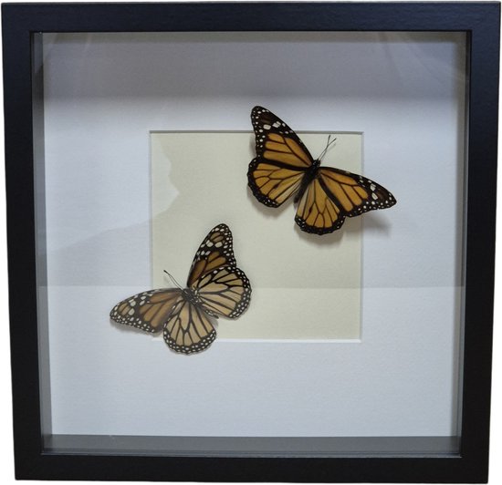 Danaus plexippus - Monarchvlinder - opgezette vlinder in houten lijst ...