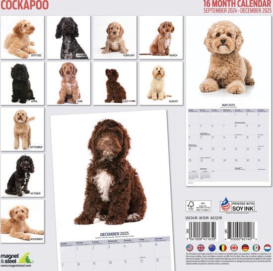 Cockapoo Kalender 2025 Modern | bol