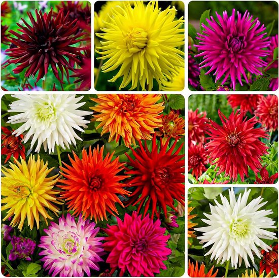 Cactus Dahlia - Mix - Bloembollen - 5 stuks - Meerkleurig - Bloem ...