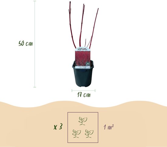 Green boutiQ - Heesters - Cornus sibirica - Rode Takken - 1 Plant ...