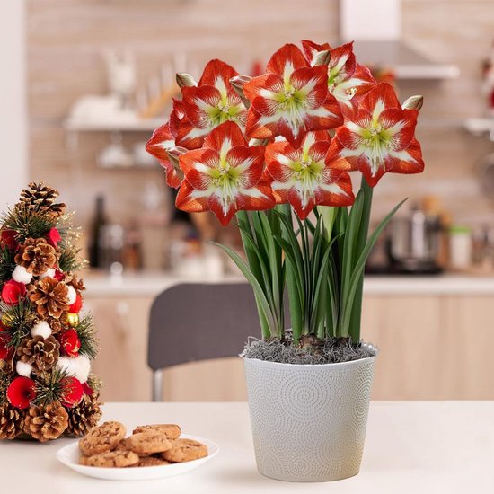 Dutch Bulbs Amaryllis Bol - Minerva - Bloembollen - 1 stuk - Rood-Wit ...