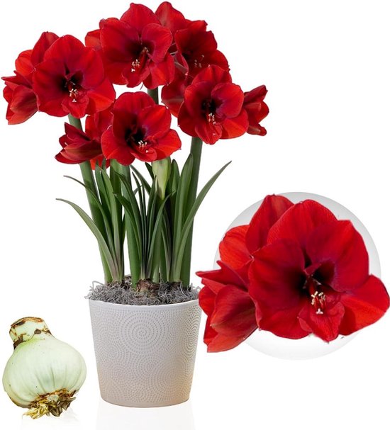 Amaryllis Bol - Red Lion - Bloembollen - 1 stuk - Rood - Bloem bollen ...