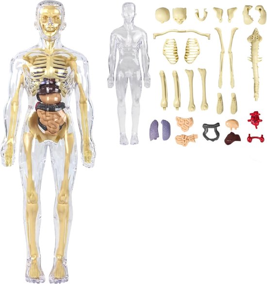 Jojoy - Anatomie Model - Skelet Model - Anatomie Skelet - Menselijk ...
