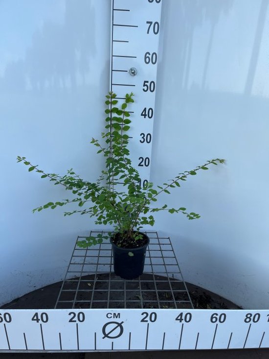 Set van 3 | Symphoricarpos chenaultii 'Hancock' - 1.3 liter pot - 40-50 ...