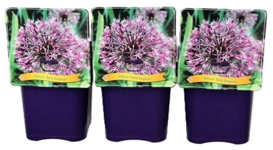 Plants Online - Tuinplanten - Vaste planten - Set van 5 - Allium ...
