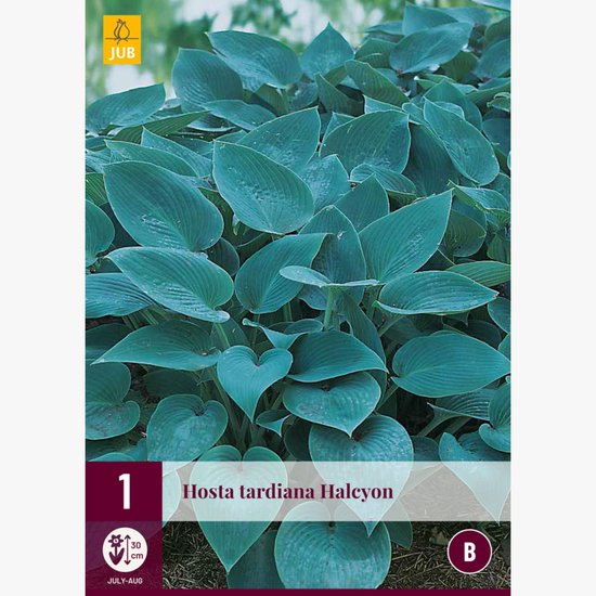 Hosta Halcyon - Hosta tardiana | bol