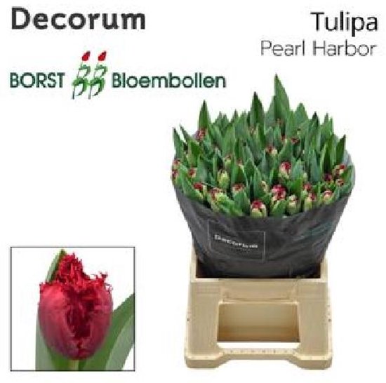 50x Tulipa pearl harbor 50cm | bol