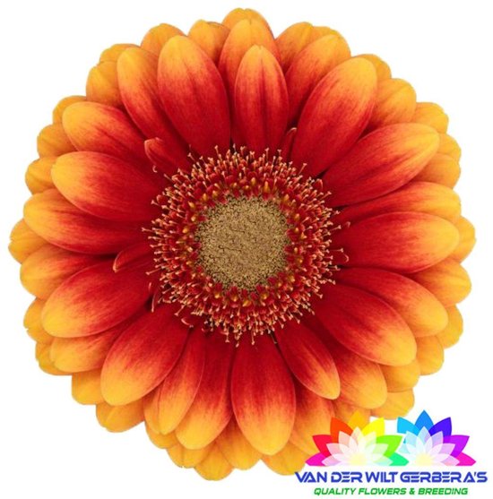 20x Germini juanita 70cm | bol