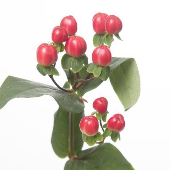 20x Hyper.coco tango 60cm | bol