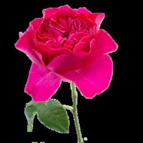 24x Rosa david austin kate 50cm | bol