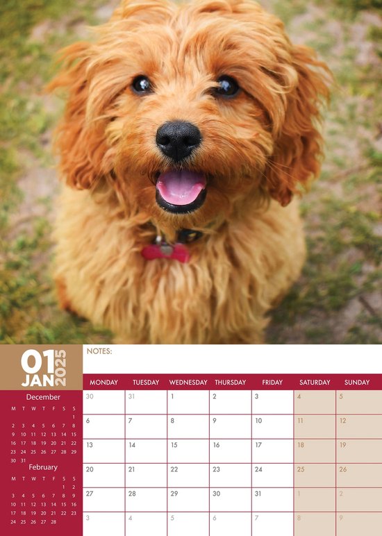 Cavapoo A3 Kalender 2025 | bol