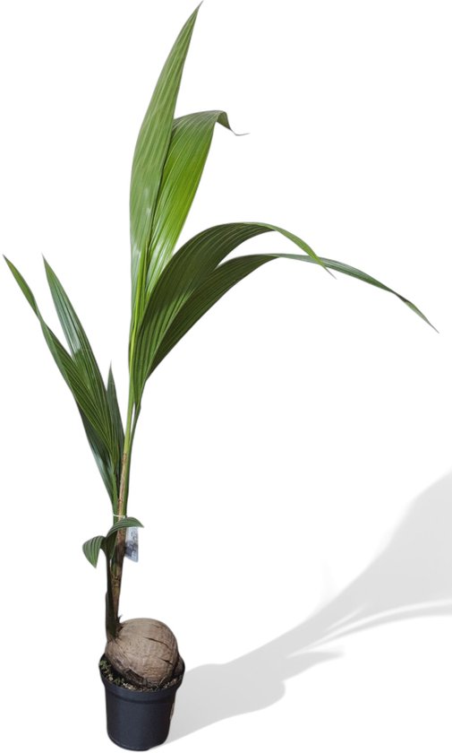 Sproution Cocos nucifera - Hoogte 626cm - Potmaat 19cm - Luchtzuiverende Kamerplant -... | bol
