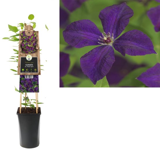 3 stuks - Van der starre - Klimplant Clematis vit. Polish Spirit... | bol