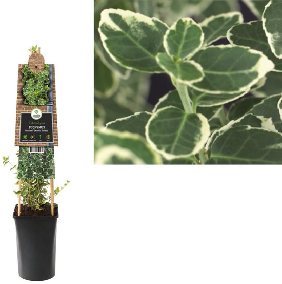 3 stuks - Van der starre - Klimplant Euonymus fortunei Emerald Ga... | bol