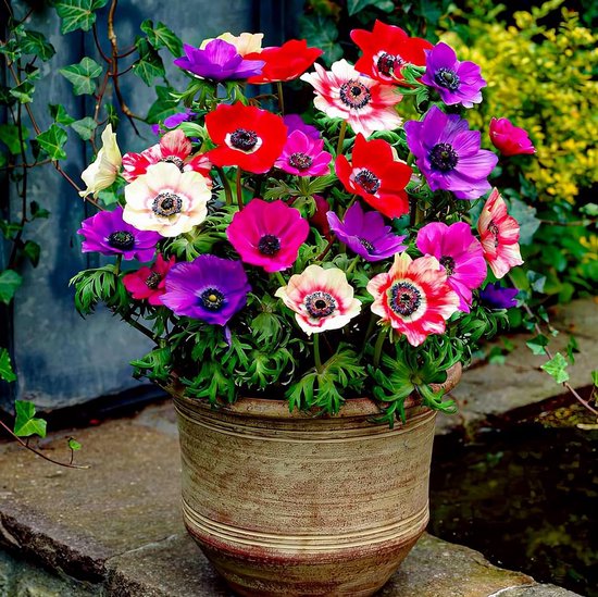 Anemonen - De Caen - Bloembollen - 50 stuks - Meerkleurig - Bloem ...