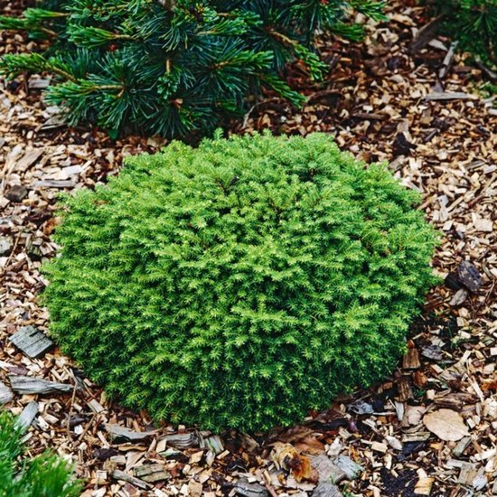 Plants Online BV - Planten - Haagplanten - Coniferen - Tuinplanten ...