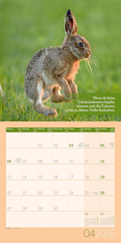 Grappige Dierencalender 2026 - Maandkalender 30x30 cm - Humor ...