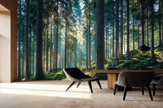 Peel & stick Fotobehang - Enchanted Forest Morning Glow - 250x100 ...