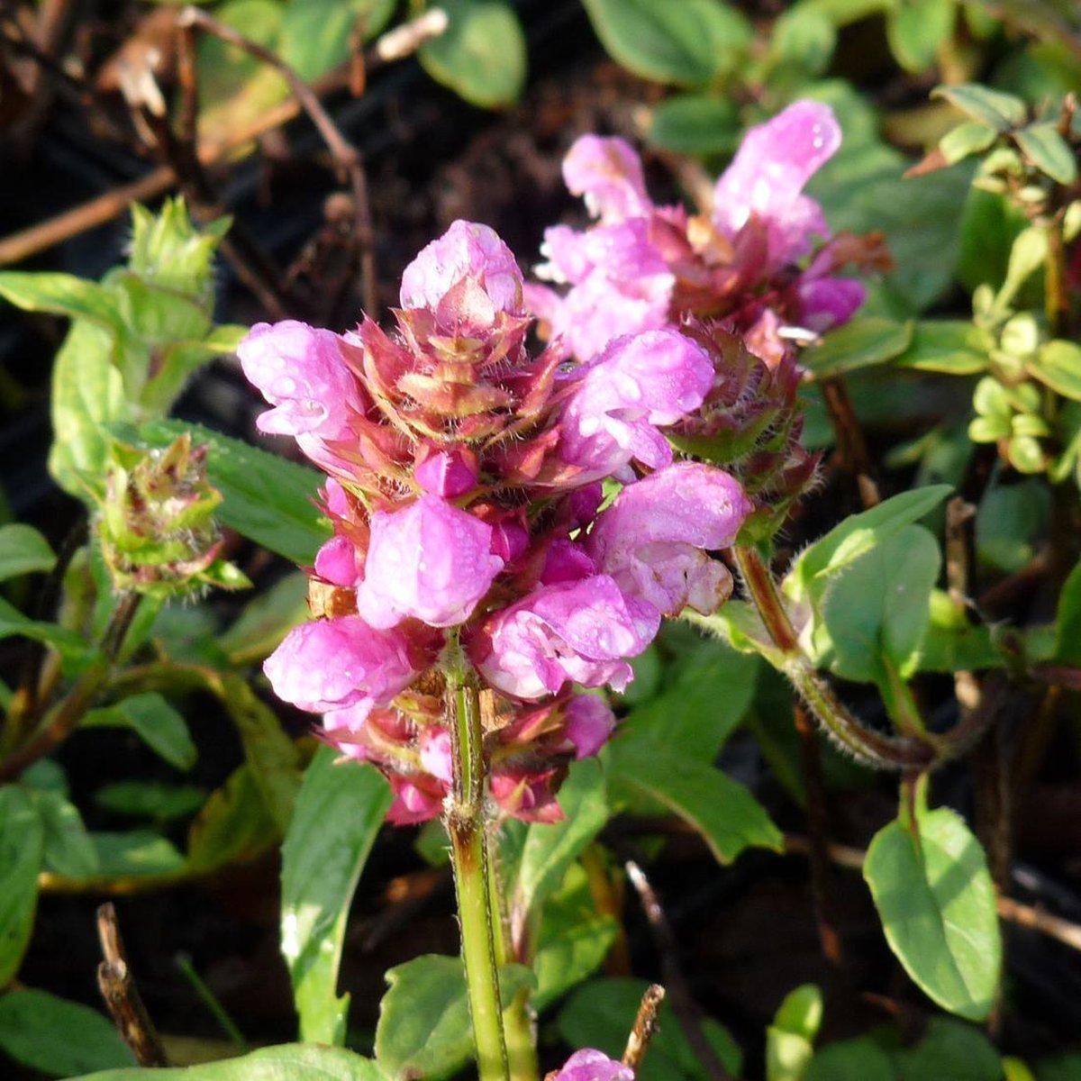 6 x Prunella Grandiflora 'Pink Loveliness' - Brunel pot 9x9cm | bol.com