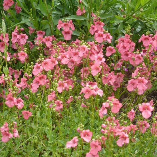 6 x Diascia 'Ruby Field' - Diascia pot 9x9cm | bol.com
