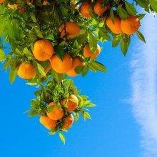 Désodorisant Pure Air Wick - Soleil méditerranéen - 6 x 250 ml - Grand ...