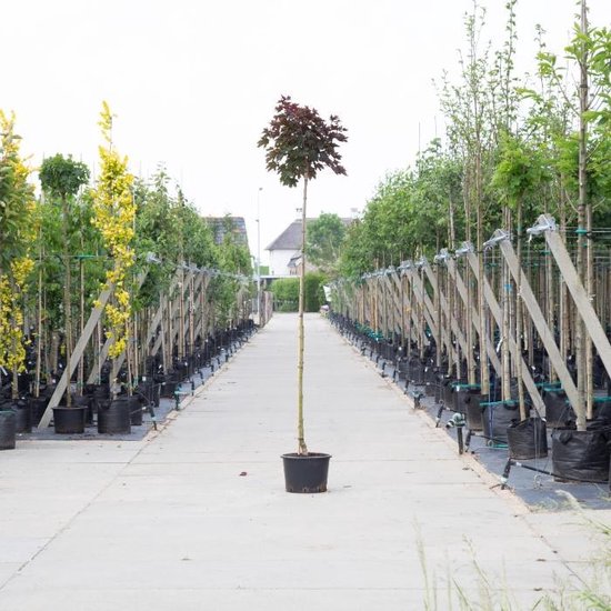 Bomenbezorgd.nl - Boom - Rode bol esdoorn - Totaalhoogte 250-270 cm (6 ...