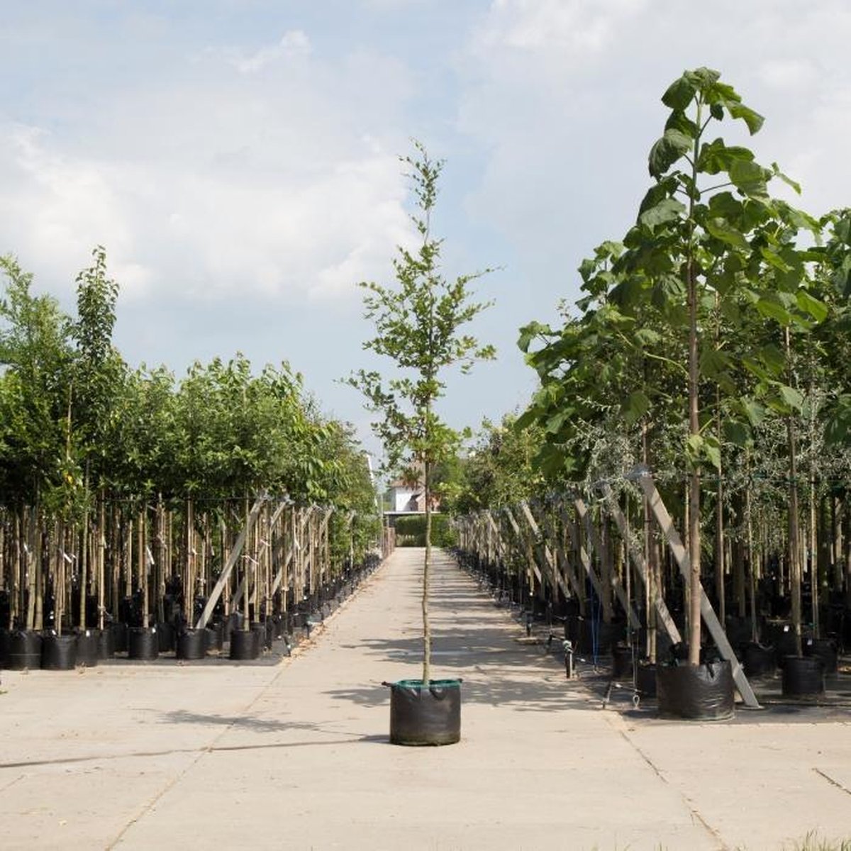 Groene beuk - ‘Fagus sylvatica’ 200 - 300 cm totaalhoogte (6 - 10 cm ...