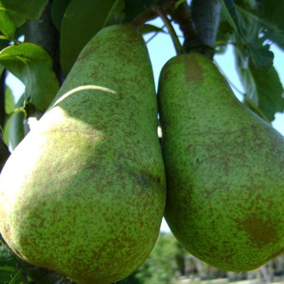 PYRUS COMMUNIS 'TRIOMPHE DE VIENNE' - Peer Boom halfstam blote wortel ...