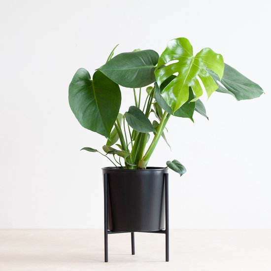 Plantje.nl - Monstera Deliciosa - Gatenplant - inclusief Zwarte Pot ...