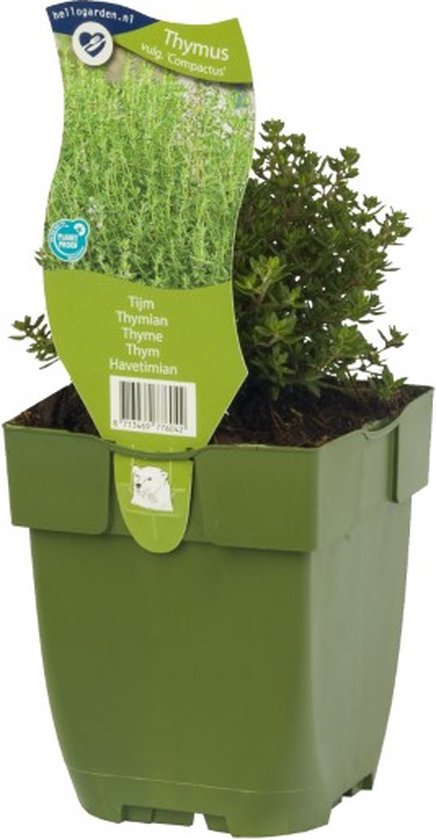 Tijm kruid Thymus vulgare CompactusGriffioen | bol