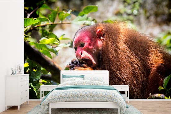 Behang - Fotobehang Rode oeakari aap eet fruit - Breedte 390 cm x ...