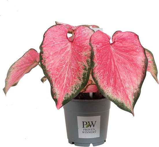 Caladium Blushing Bride – ↨ 25cm – ⌀ 12cm | bol.com
