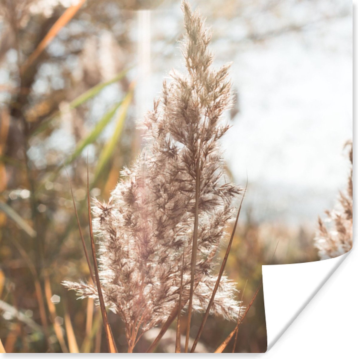 Poster Riet - Zon - Plant - 50x50 cm | bol.com