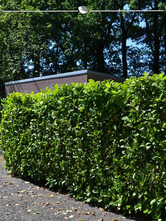 Laurier Prunus Novita 140-160 cm in Pot, 30x Haagplant | bol