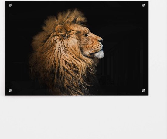Leeuw Portret | 120x80 cm | Dieren Leeuw | Glas schilderij | bol.com Leeuw Portret | 120x80 cm | Dieren Leeuw | Glas schilderij | bol.com