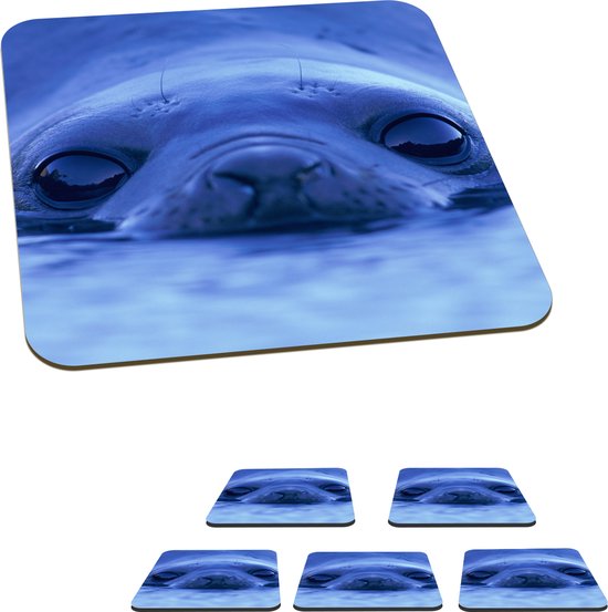 Onderzetters voor glazen - Close up - Zeedier - Water - 10x10 cm ...