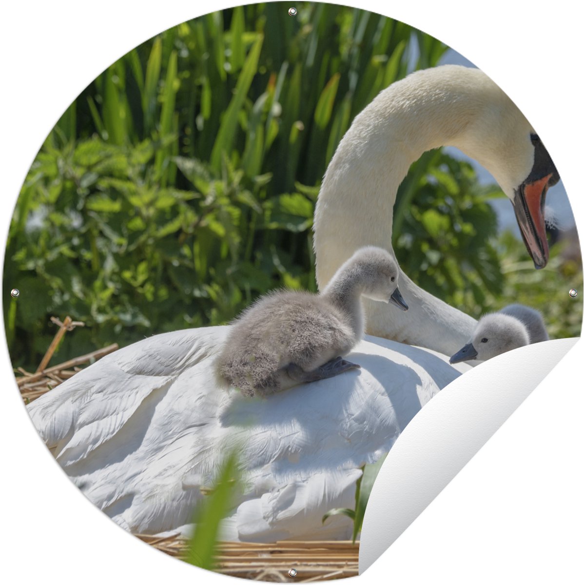 Garden Circle Swan - Water - Source - 60x60 cm - Affiche de Jardin ...