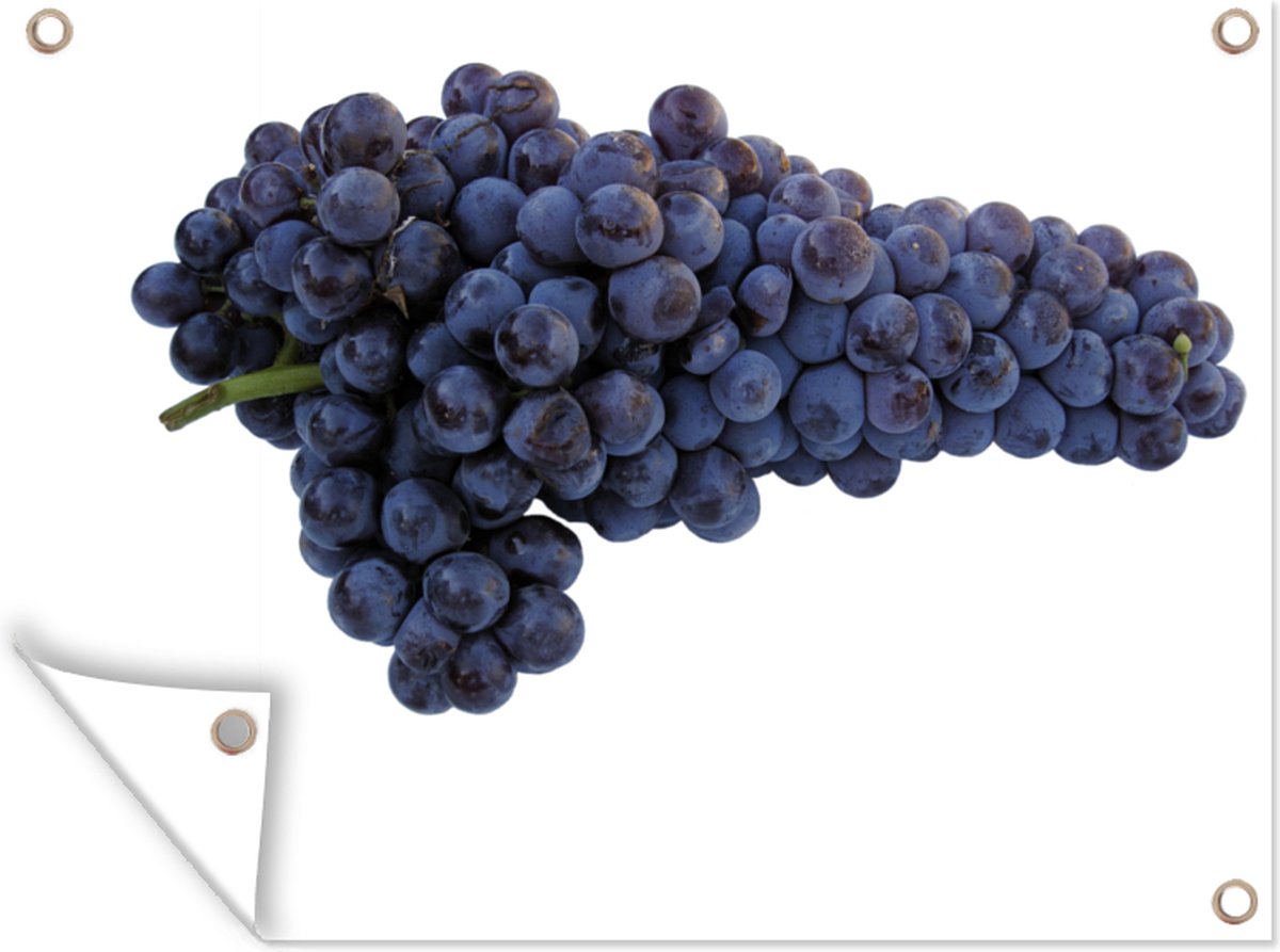 Une seule grappe de raisin violet sur fond blanc Affiche de jardin ...