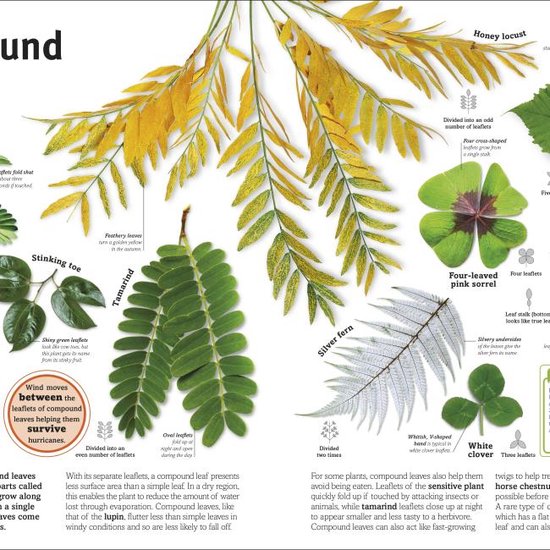 Trees, Leaves, Flowers & Seeds, Phonic Books | 9780241339923 | Boeken | bol