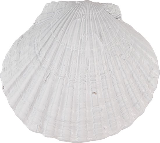 Clayre & Eef Deurknop Schelp 6x4x6 cm Wit Kunststof | bol